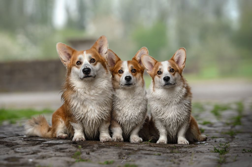 Accueil - Elevage Des Doux Poilus - eleveur de chiens Welsh Corgi Pembroke